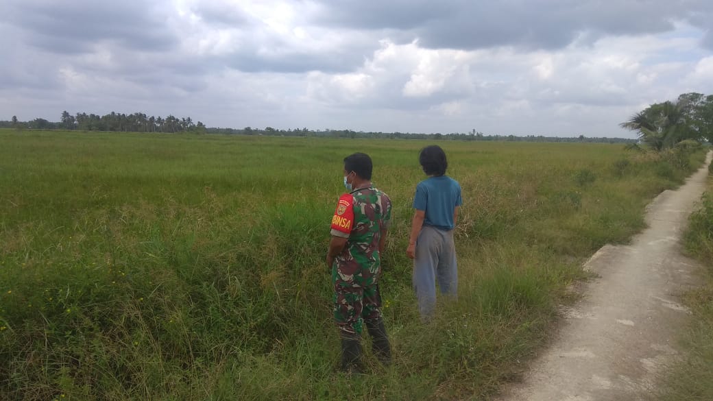 Serda Rahman Dampingi Petani Mengecek Pertumbuhan Tanaman Padi. - Kodim ...
